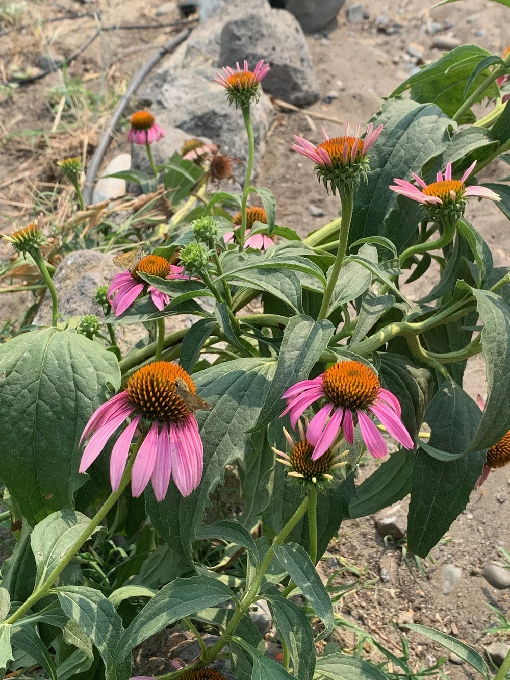 Coneflower Leaves