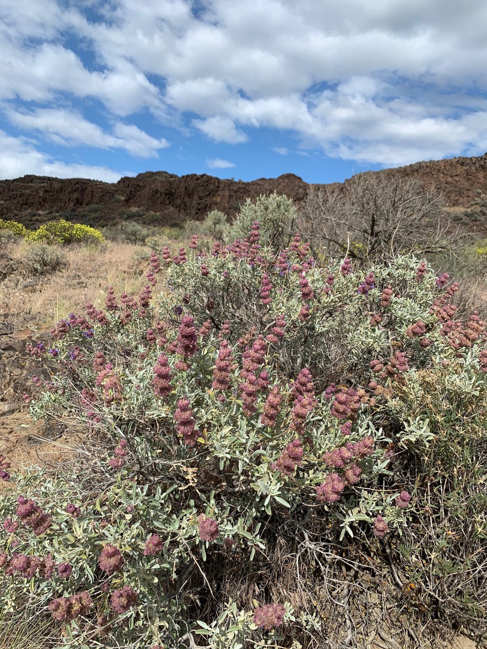 Purple Sagebrush