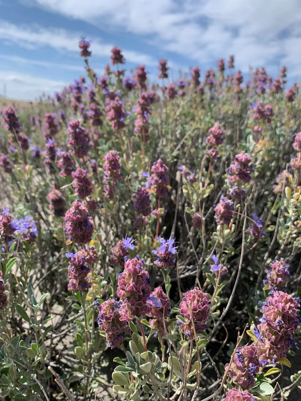 Purple Sage Plant