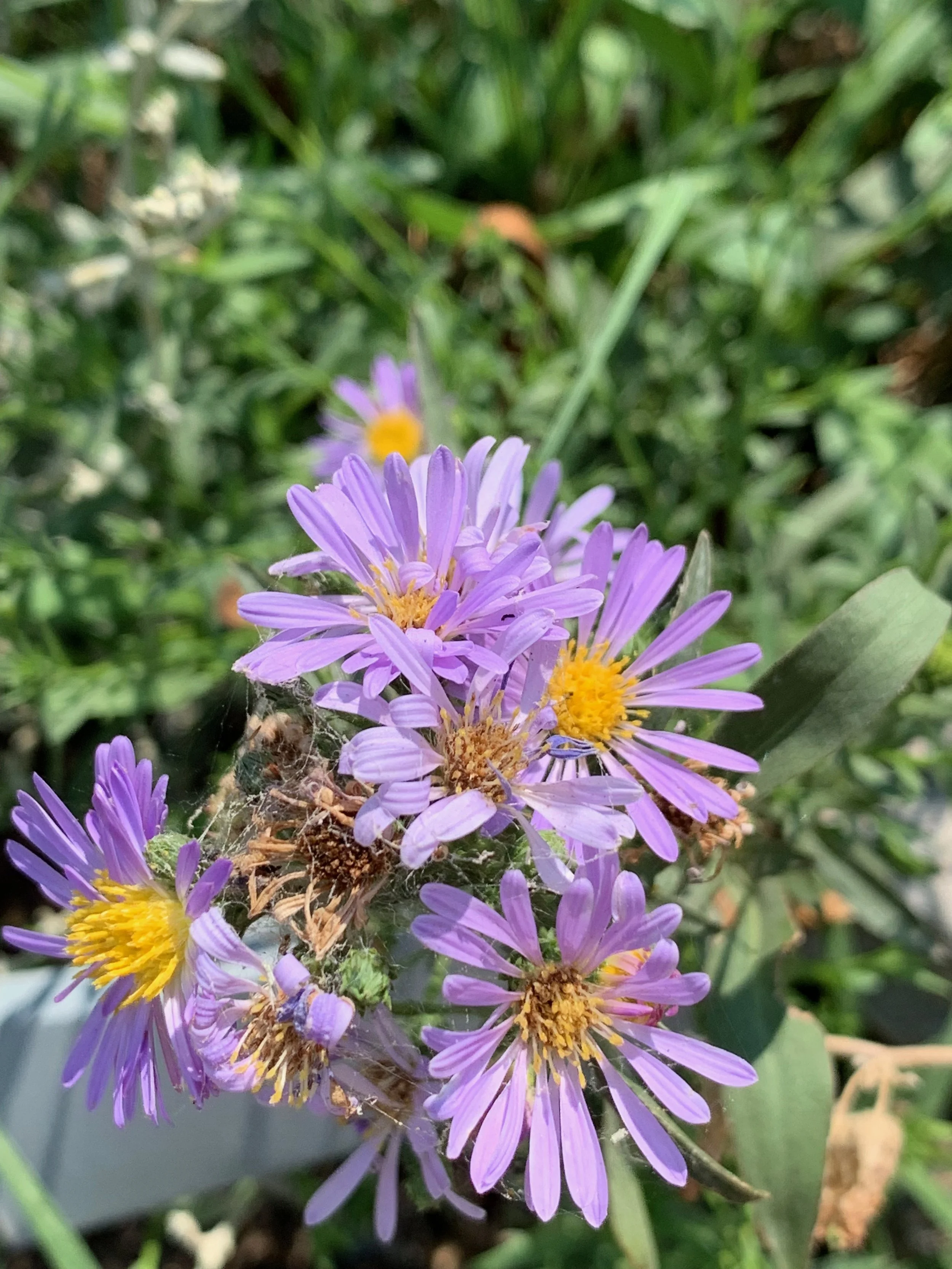 Western Aster — Tapteal Native Plants