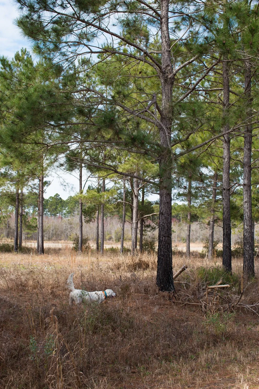Georgia Quail Hunts - Shadow Oak Plantation