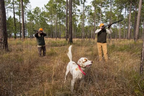 Georgia Quail Hunting Rates - Shadow Oak Plantation