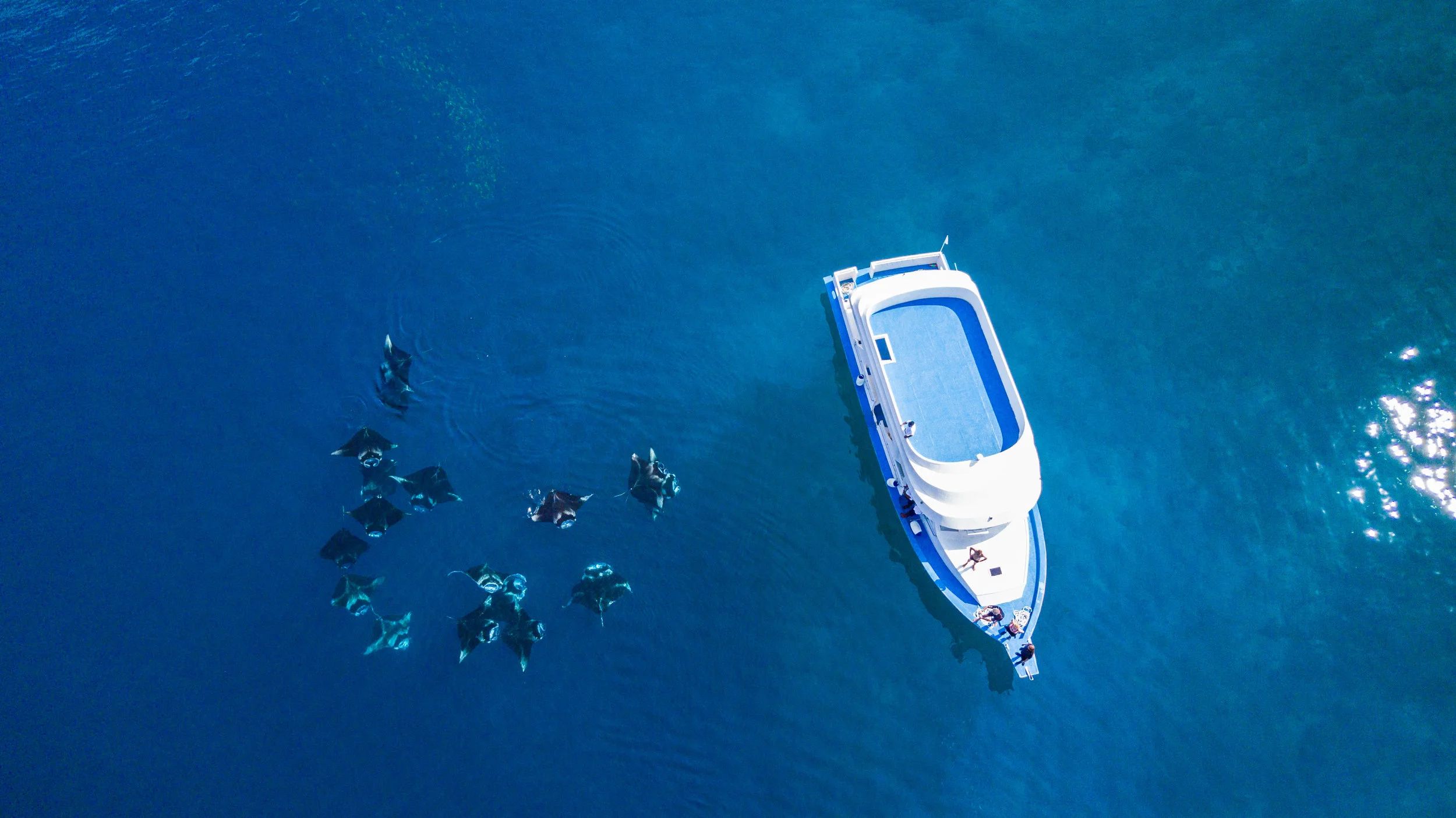 How to Swim with Manta Rays