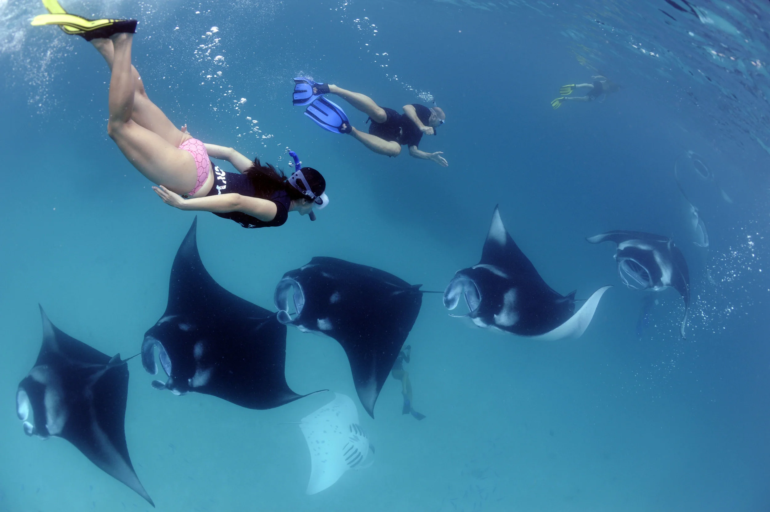 How to Swim with Manta Rays
