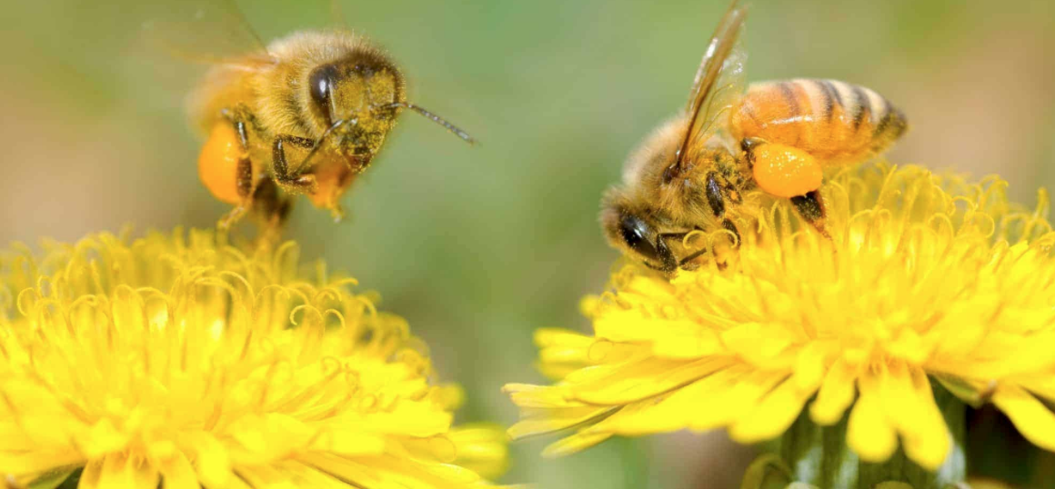 Bee Pollen — Dr Jana Schmidt ND, CNHP, MH, Min