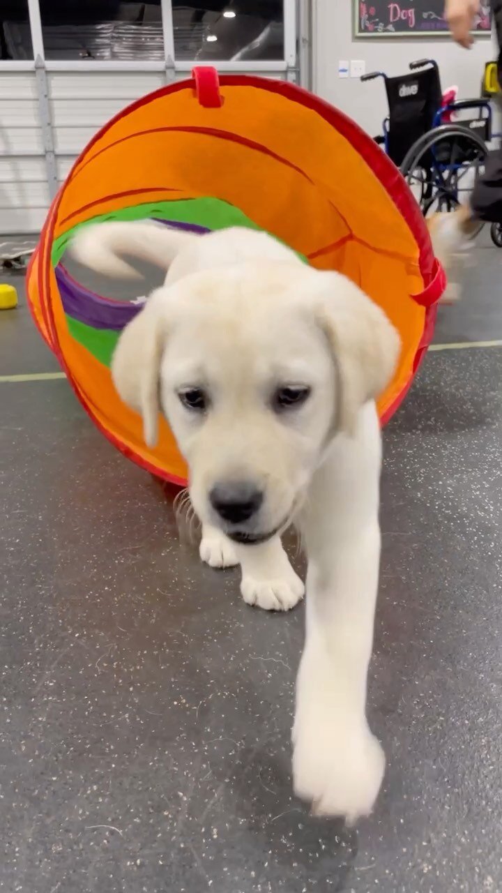 Certifications — Believe in DOG Training by Stephanie Bennett | Houston ...