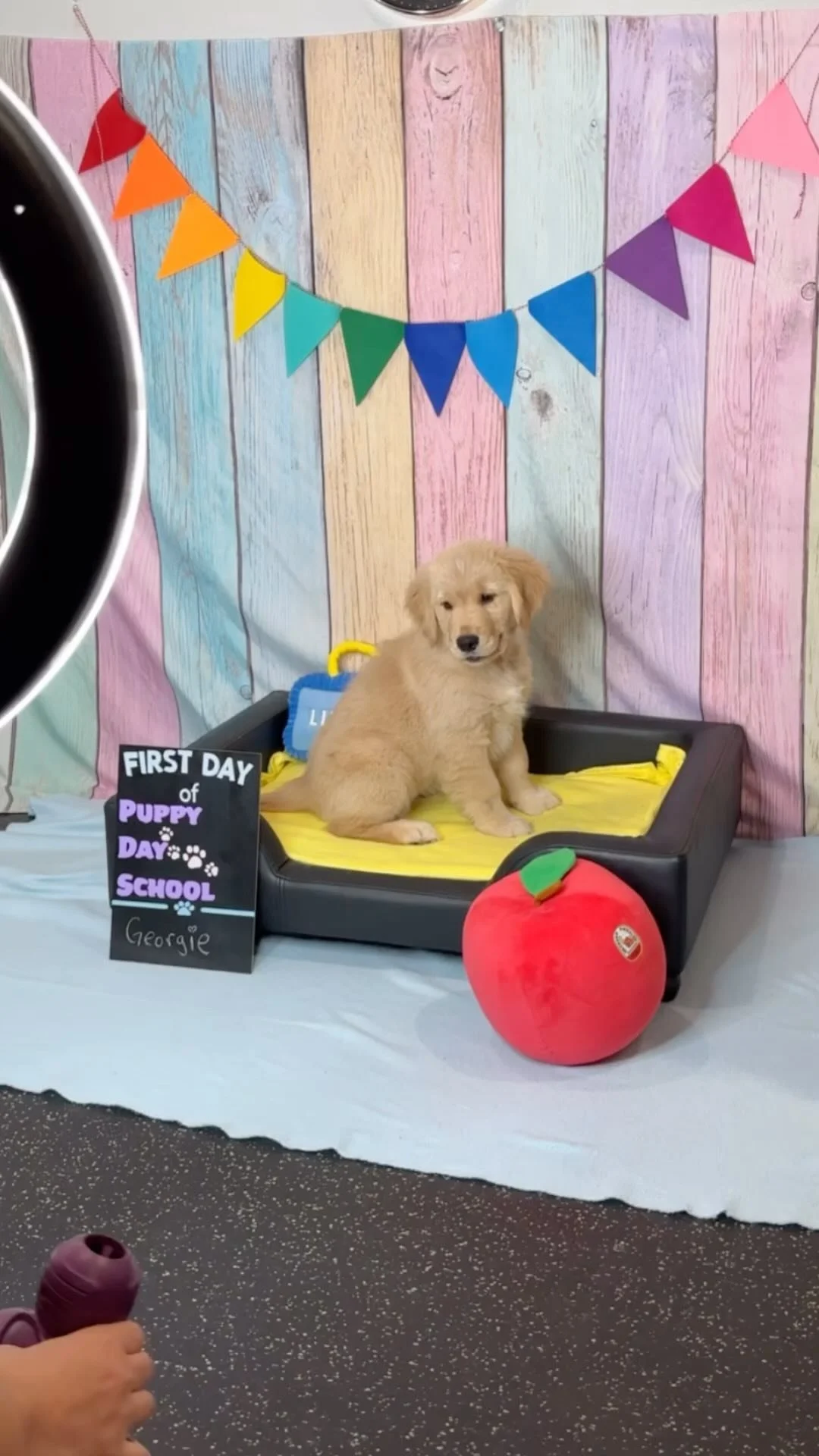 Behavior Questionnaire — Believe in DOG Training by Stephanie Bennett ...