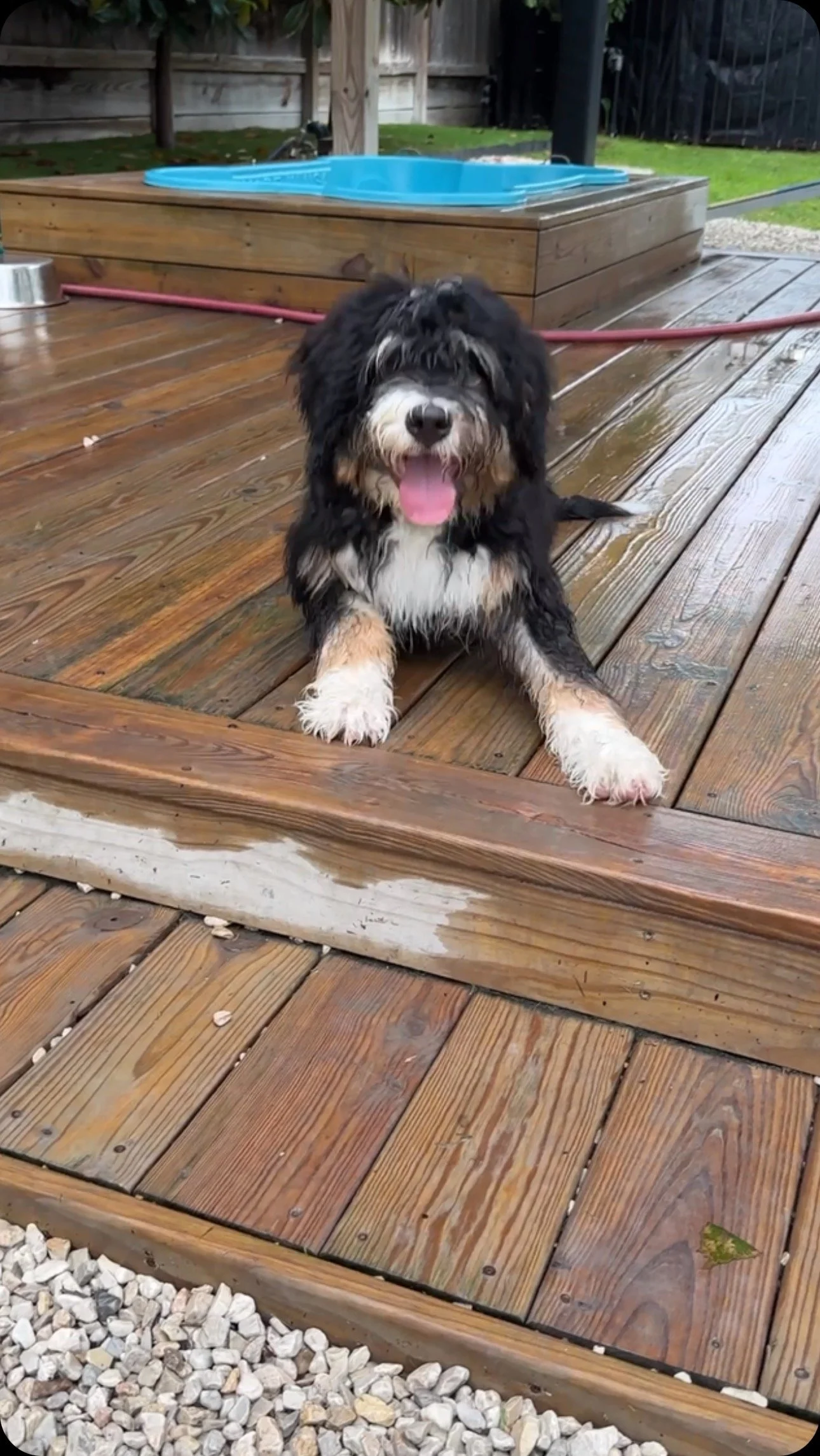 Behavior Questionnaire — Believe in DOG Training by Stephanie Bennett ...