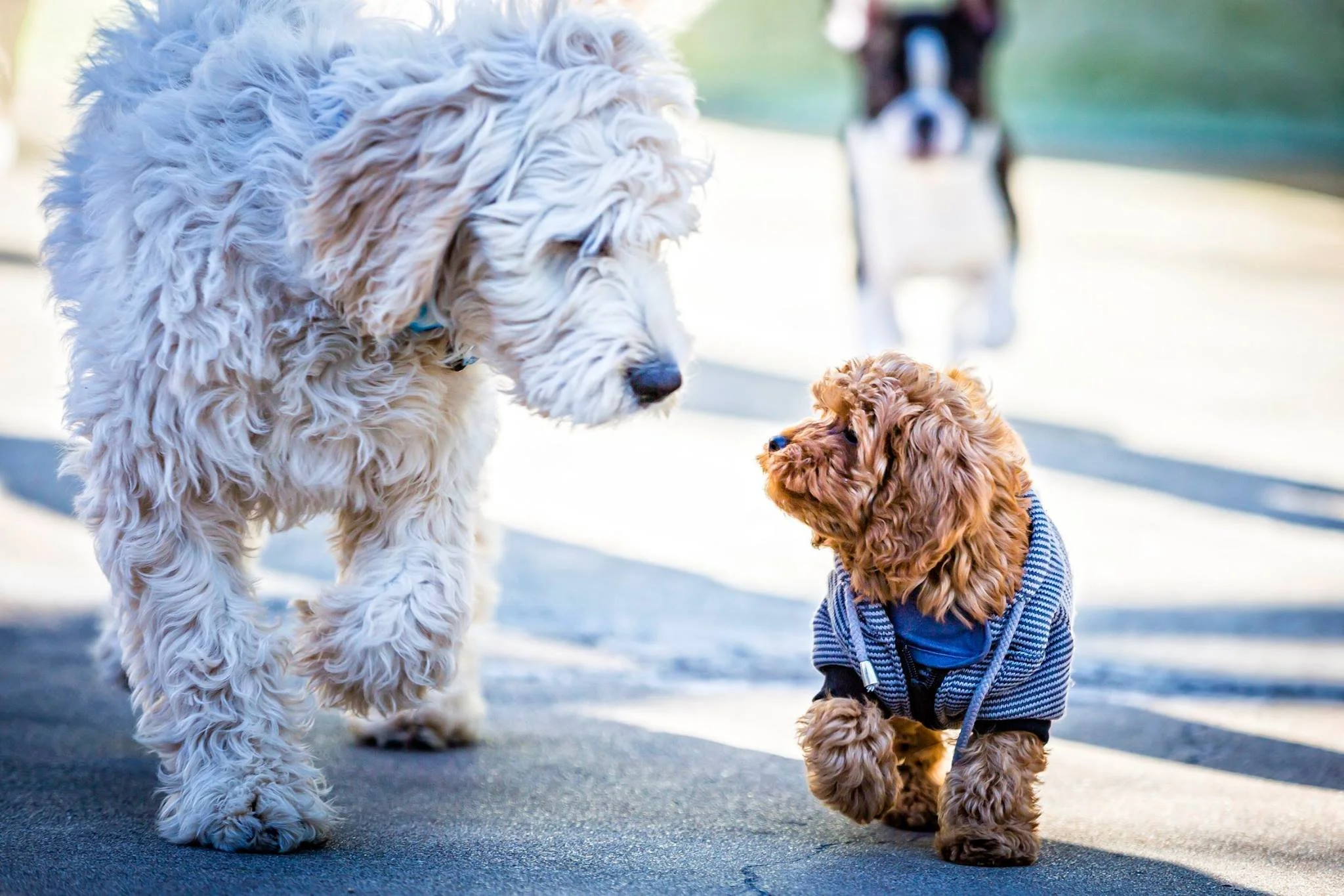 Behavior Blueprints — Believe in DOG Training by Stephanie Bennett ...