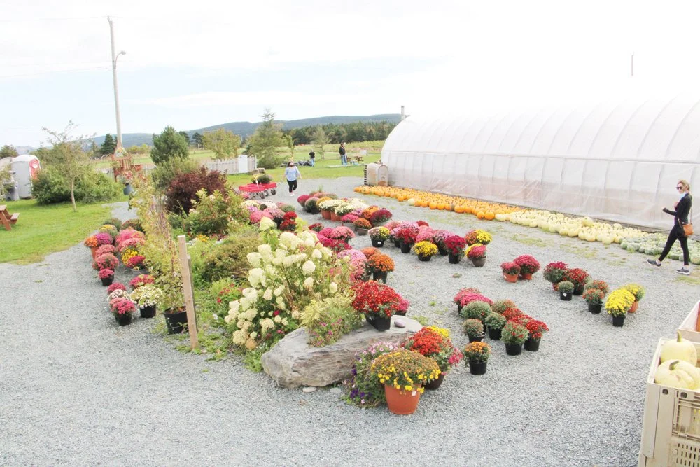Lester’s Farm Market now an institution in eastern N.L. — Farm Focus