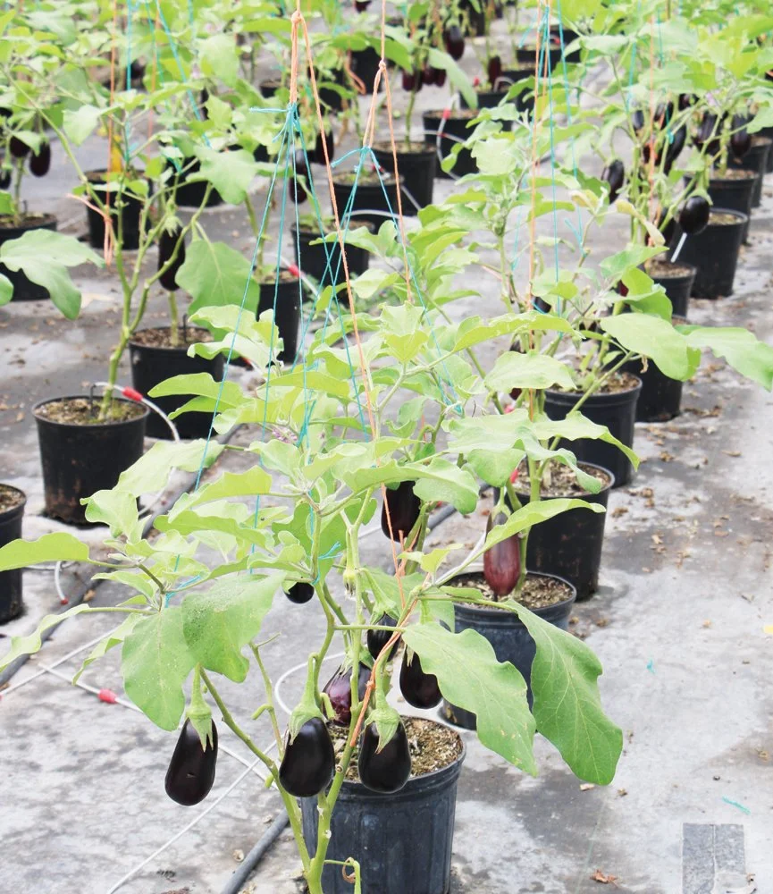 Lester’s Farm Market now an institution in eastern N.L. — Farm Focus