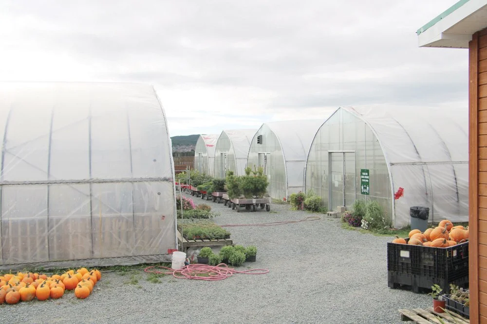 Lester’s Farm Market now an institution in eastern N.L. — Farm Focus