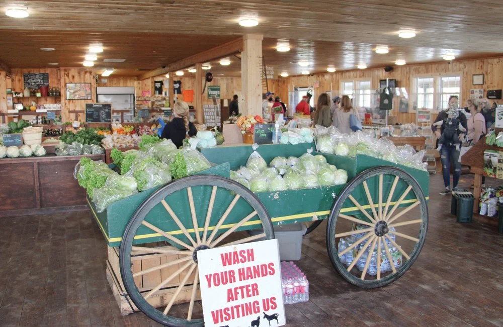 Lester’s Farm Market now an institution in eastern N.L. — Farm Focus