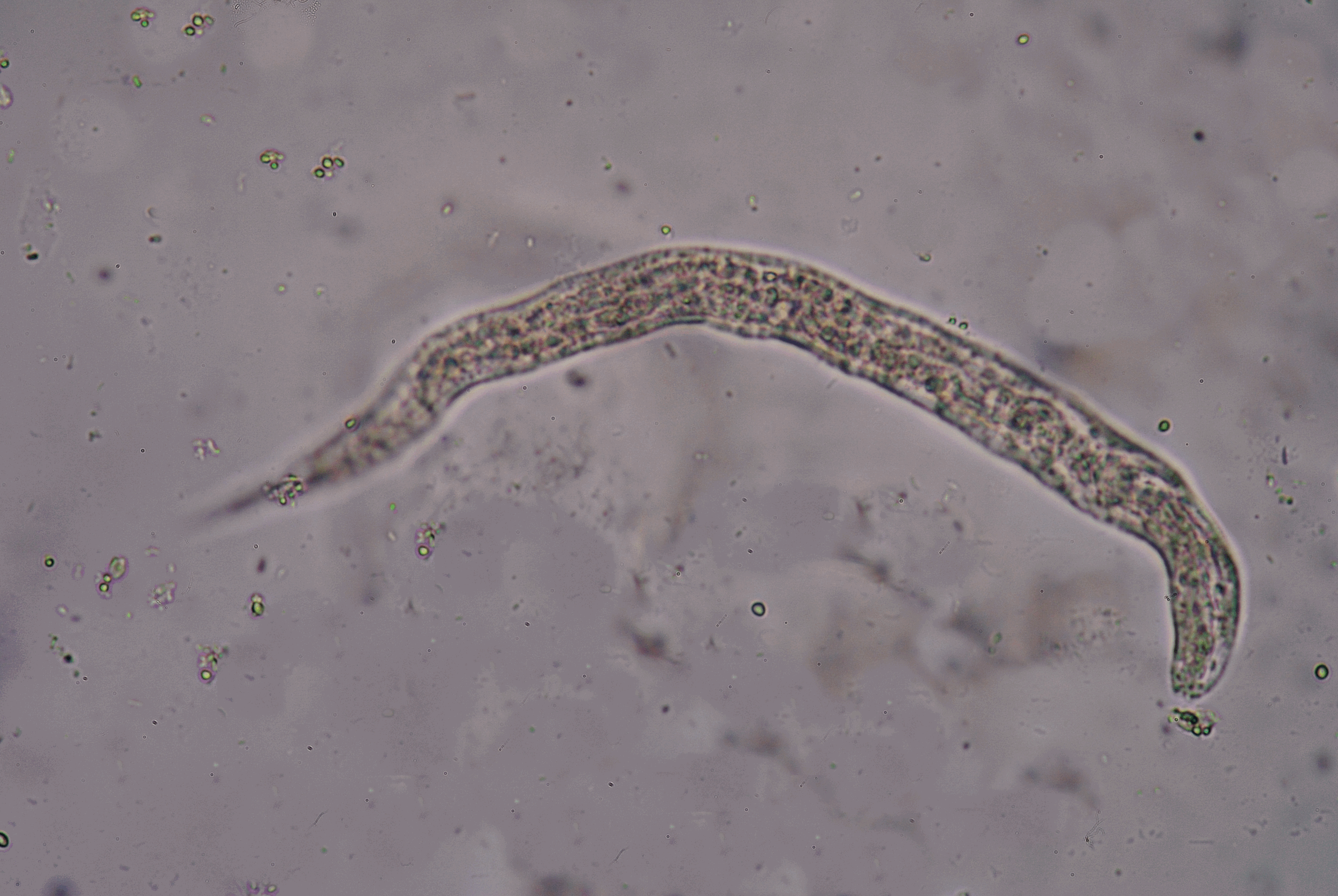 Scimedx ELISA Assays — Scimedx Corporation