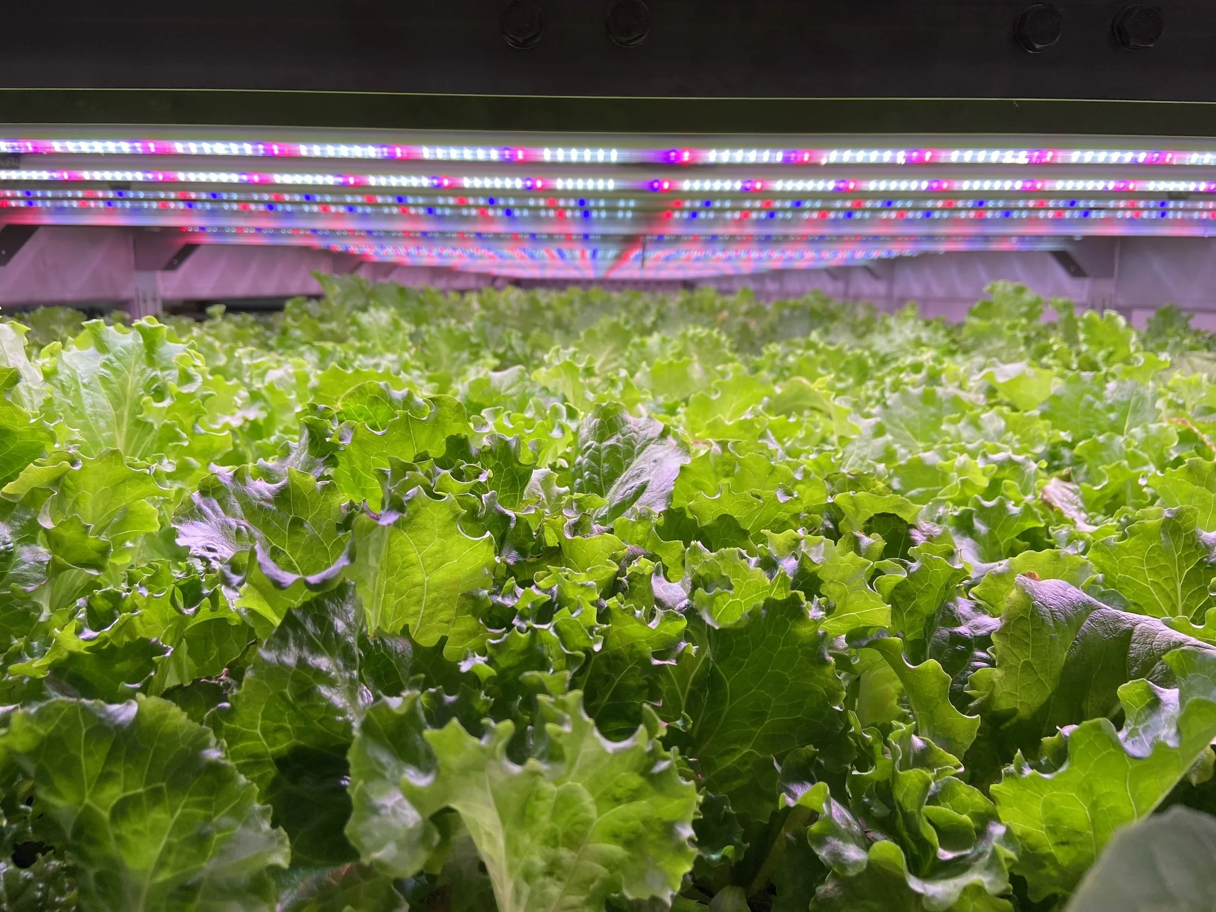 Why Engineering Is Key to Indoor Farm Success