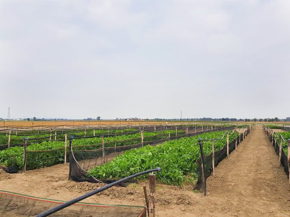 Snail Farms Offer a Sustainable Protein Source