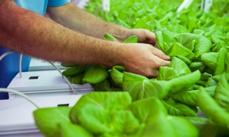 6 Innovations in Soil-Less Farming Transforming Agriculture