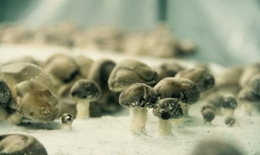 6 Innovations in Soil-Less Farming Transforming Agriculture