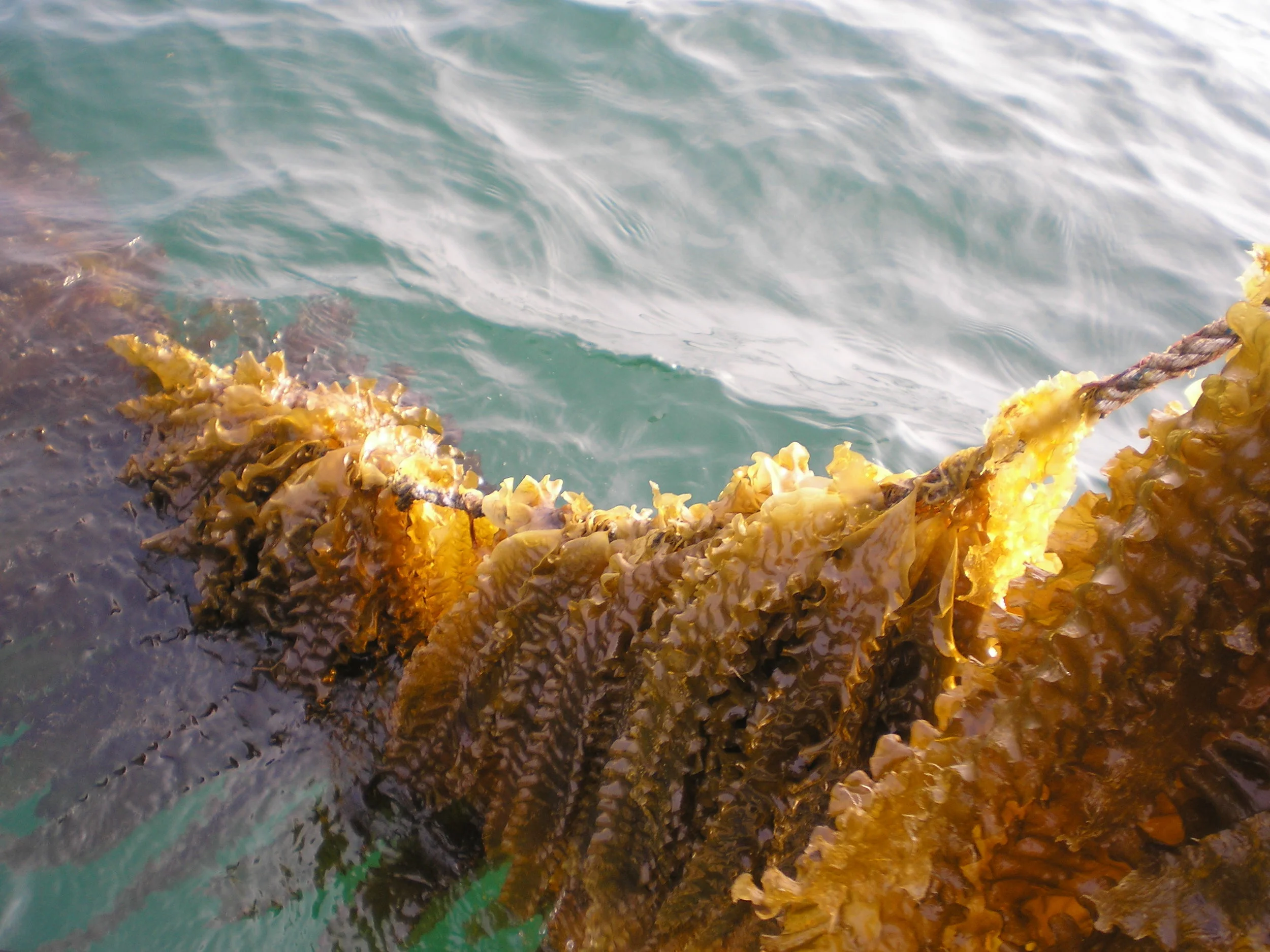 3D ocean farm seeks to reshape aquaculture — AGRITECTURE