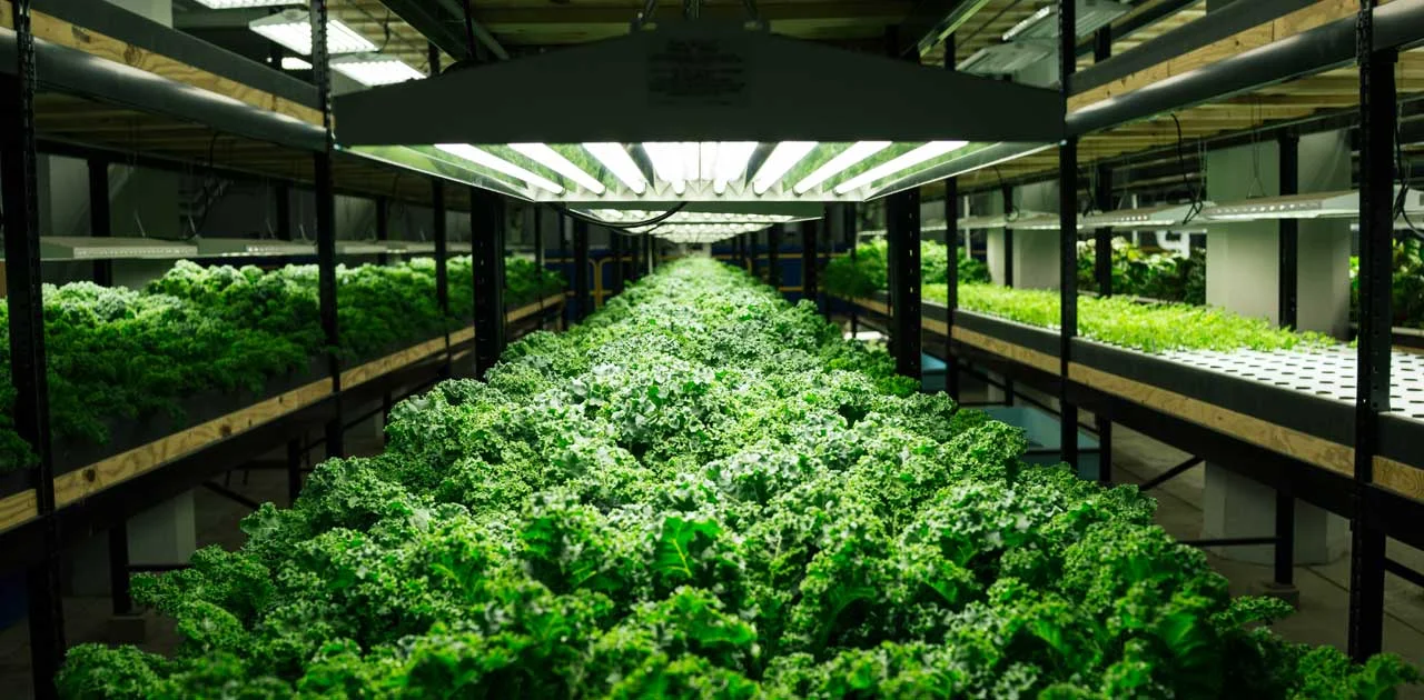 URBAN FARMING IS THE FUTURE OF AGRICULTURE — AGRITECTURE