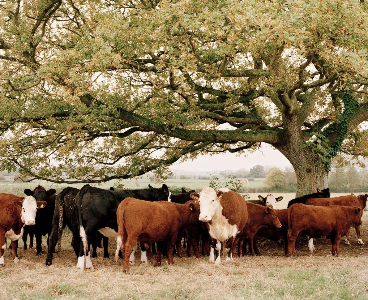 Why We Need Small Farms — AGRITECTURE