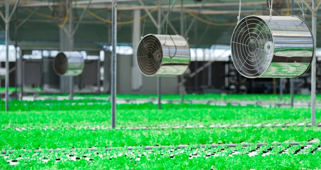 Al Ghalia Farms Leads Hydroponics in Bahrain