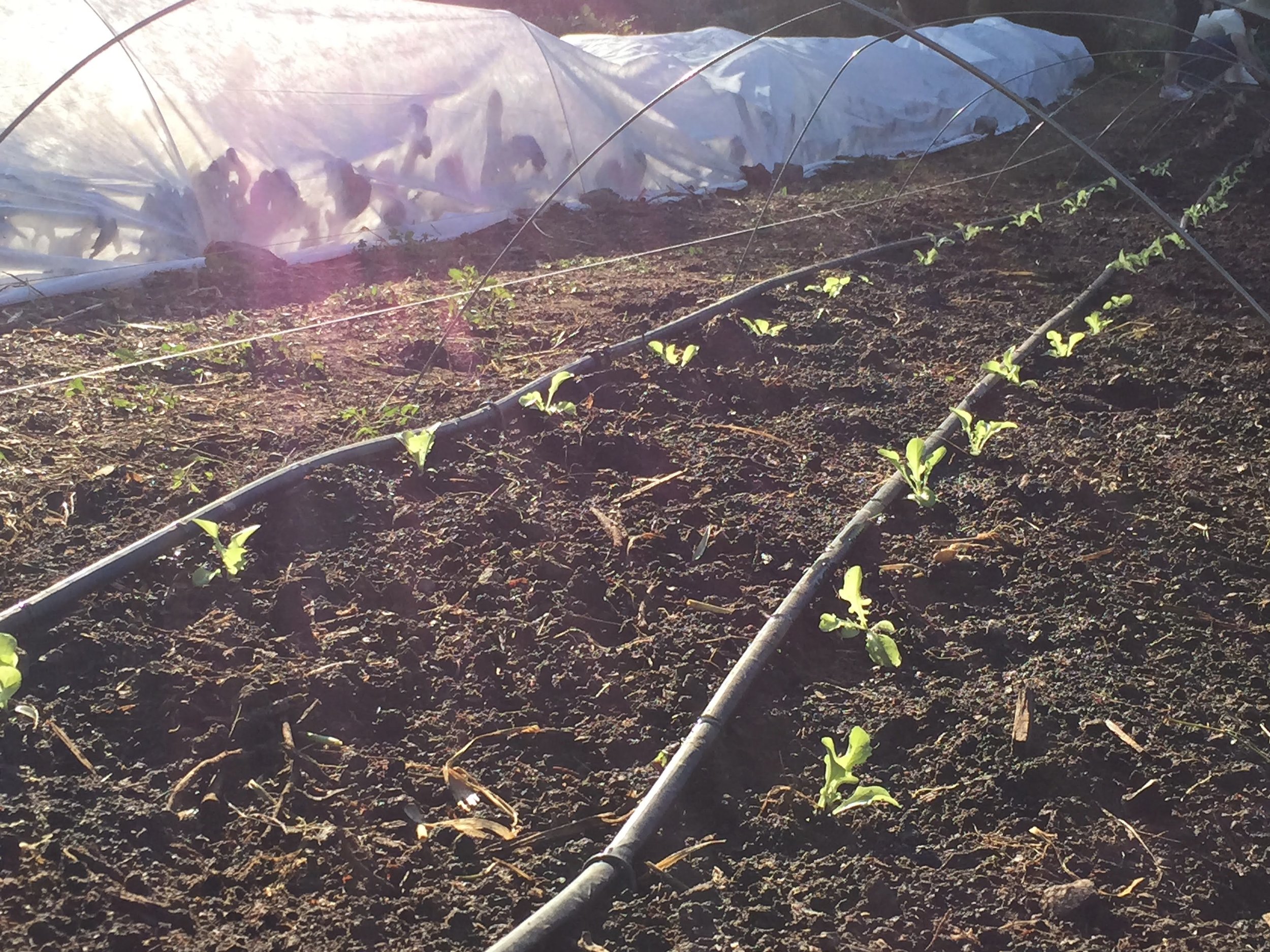 Alemany Farm: A 3.5 Acre Urban Agriculture Oasis In San Francisco ...