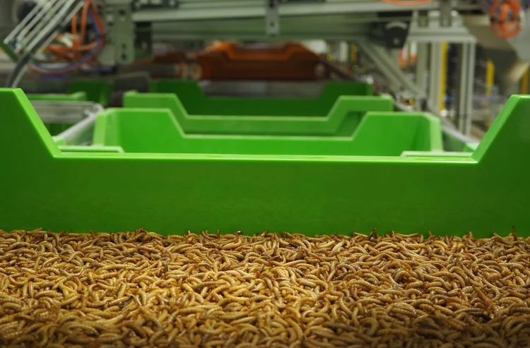 This Insect Farm Uses Robots To Raise Insects For Protein — AGRITECTURE