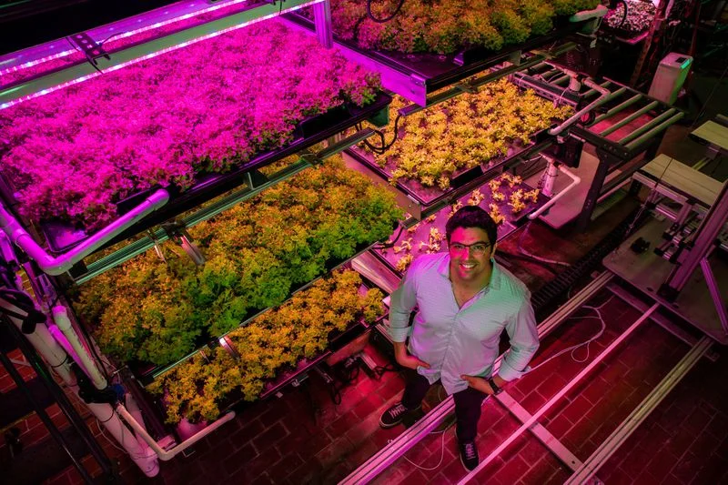 Affordable Freshness: Backyard Farms' Bounty — AGRITECTURE