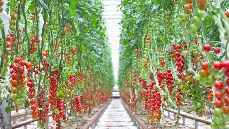 The World's First Commercial-Scale Indoor Tomato Farm To Open In UAE ...