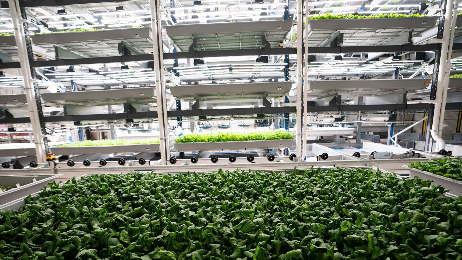 Vertical Farms Are Seeing A Surge In Demand For Greens Grown Indoors ...