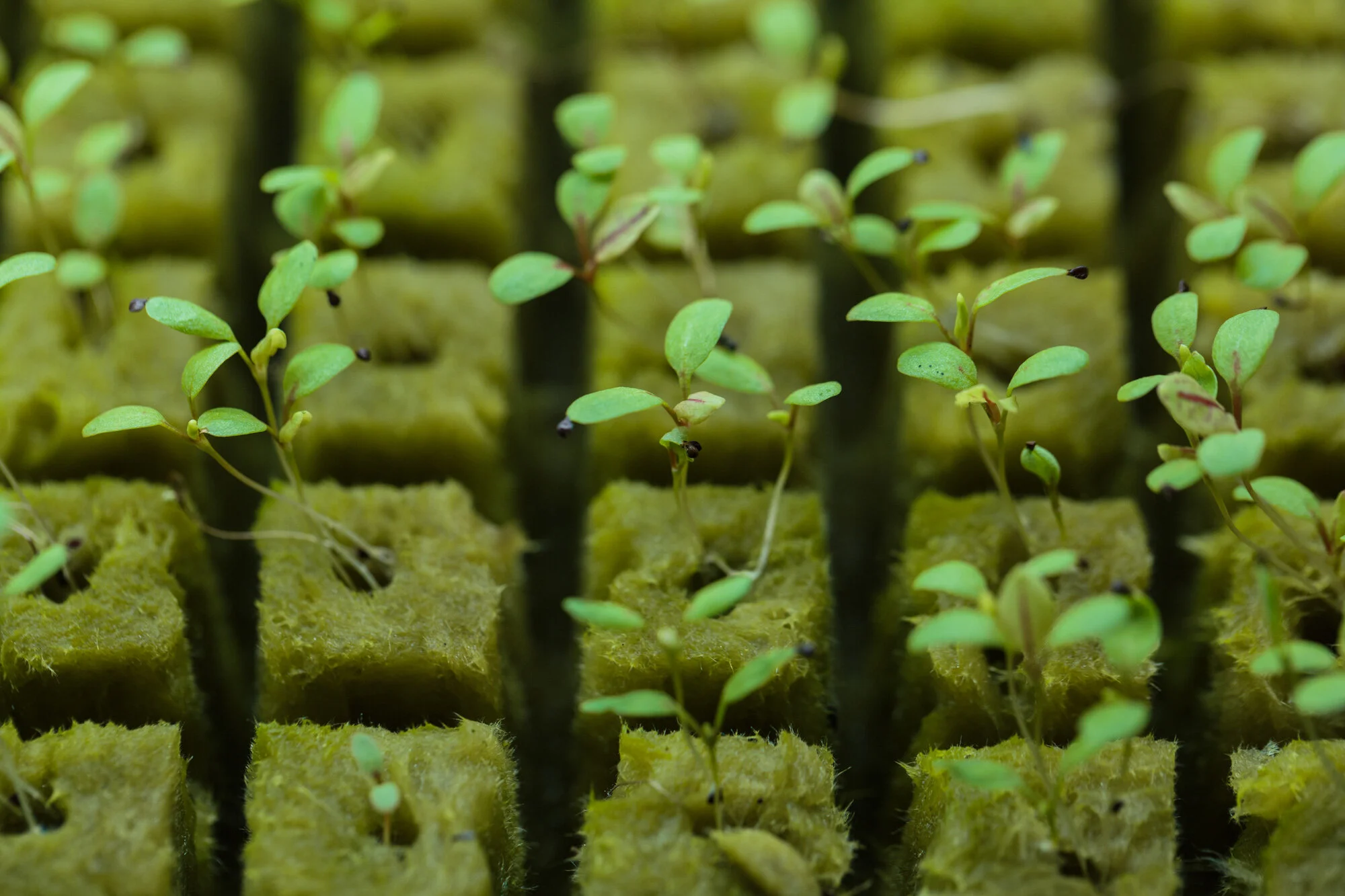 Farm.One — AGRITECTURE