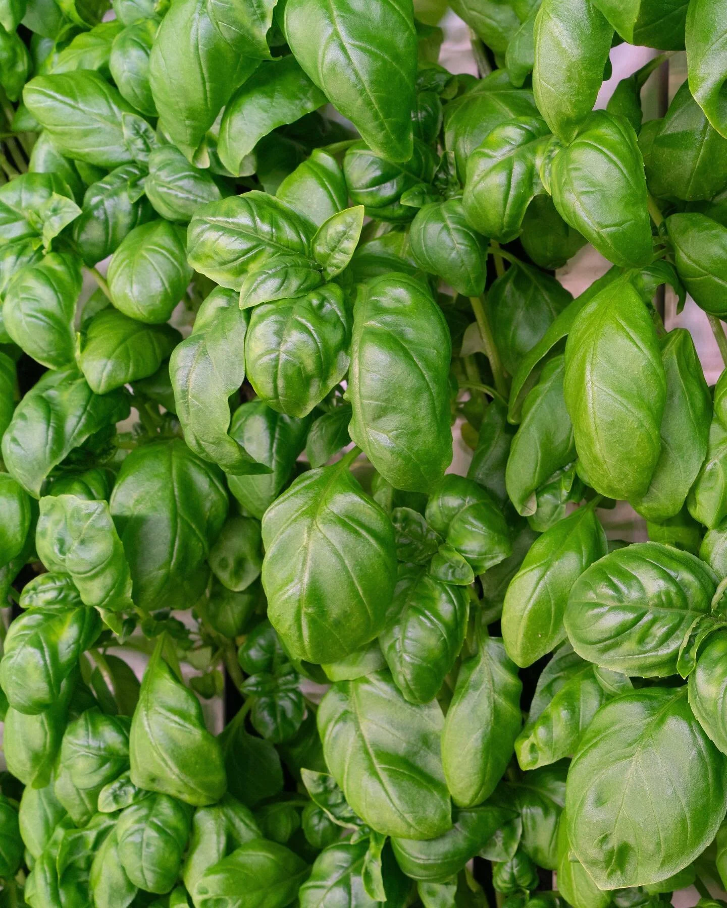 Square Roots — AGRITECTURE