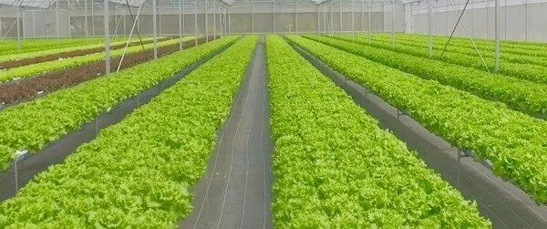 Cornucopia To Build Hydroponic Farm In Georgia — AGRITECTURE
