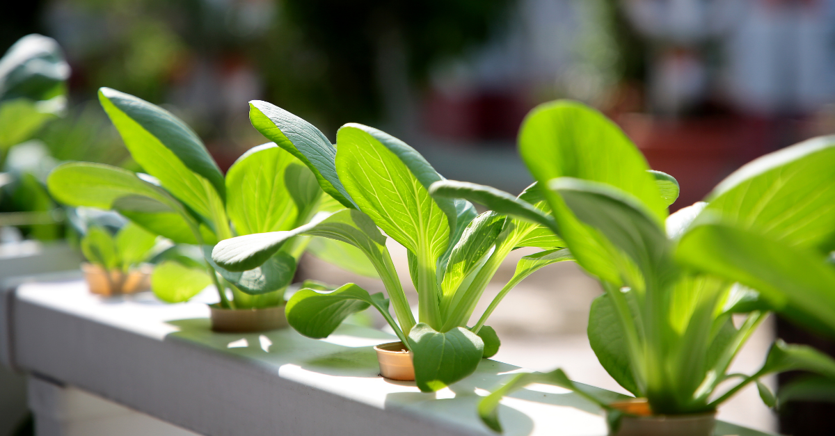 Farm Design — AGRITECTURE