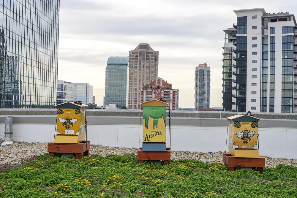 Cities Should Build More Bee Habitats. Here’s Why Honeybees Thrive In ...