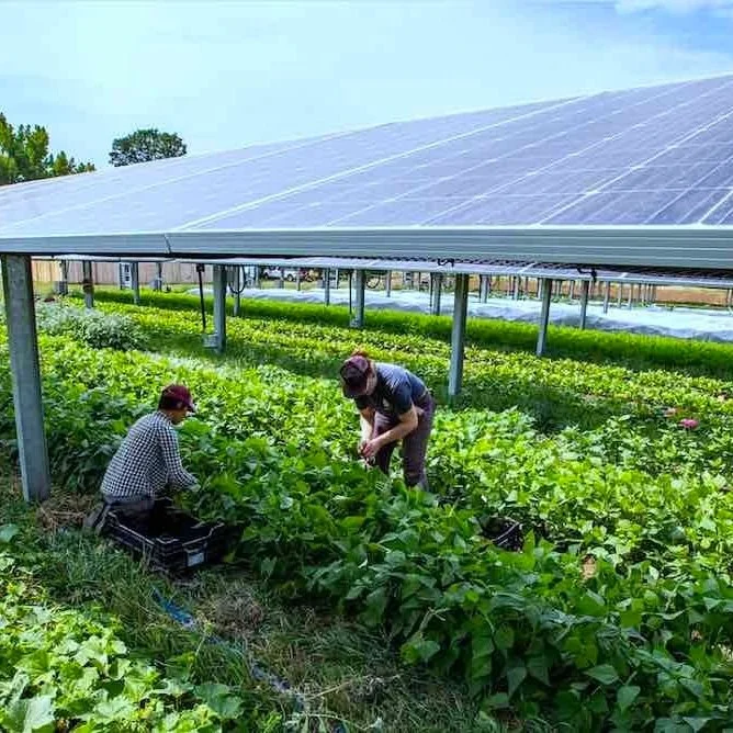 agrivoltaic — All Blog Posts — AGRITECTURE