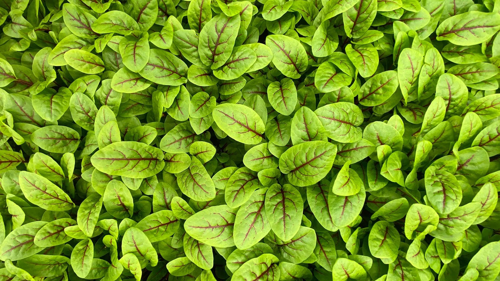 iFarm — AGRITECTURE