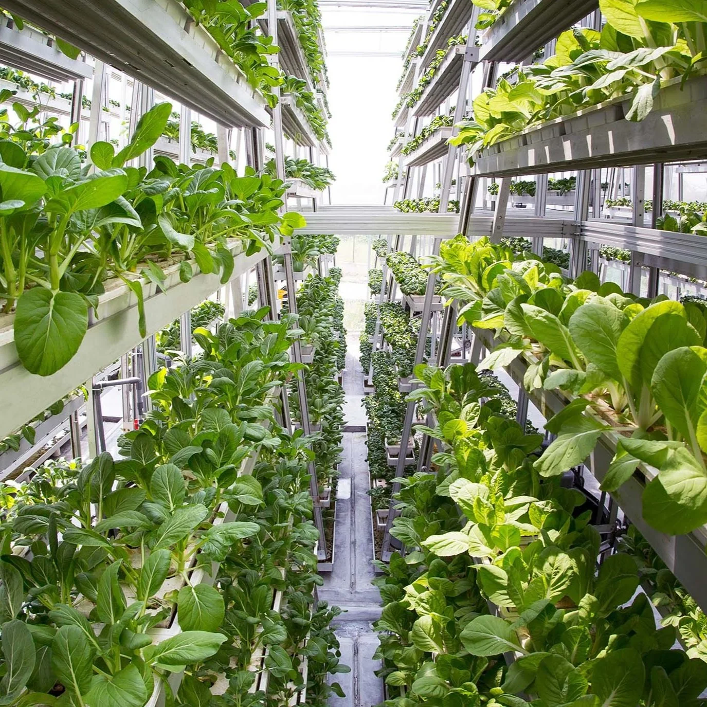 Greenhouses All Blog Posts AGRITECTURE greenhouses-all-blog-posts-agritecture
