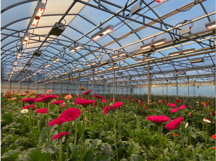Greenhouse Led Lights