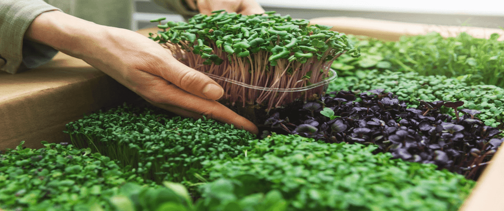 Bringing the Freshest Salad Greens to Saudi Arabia with Bather Smart ...