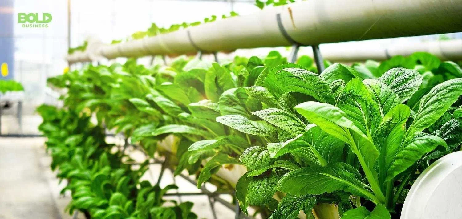 8 Farms Using Aquaponics To Sustainably Grow Food — AGRITECTURE