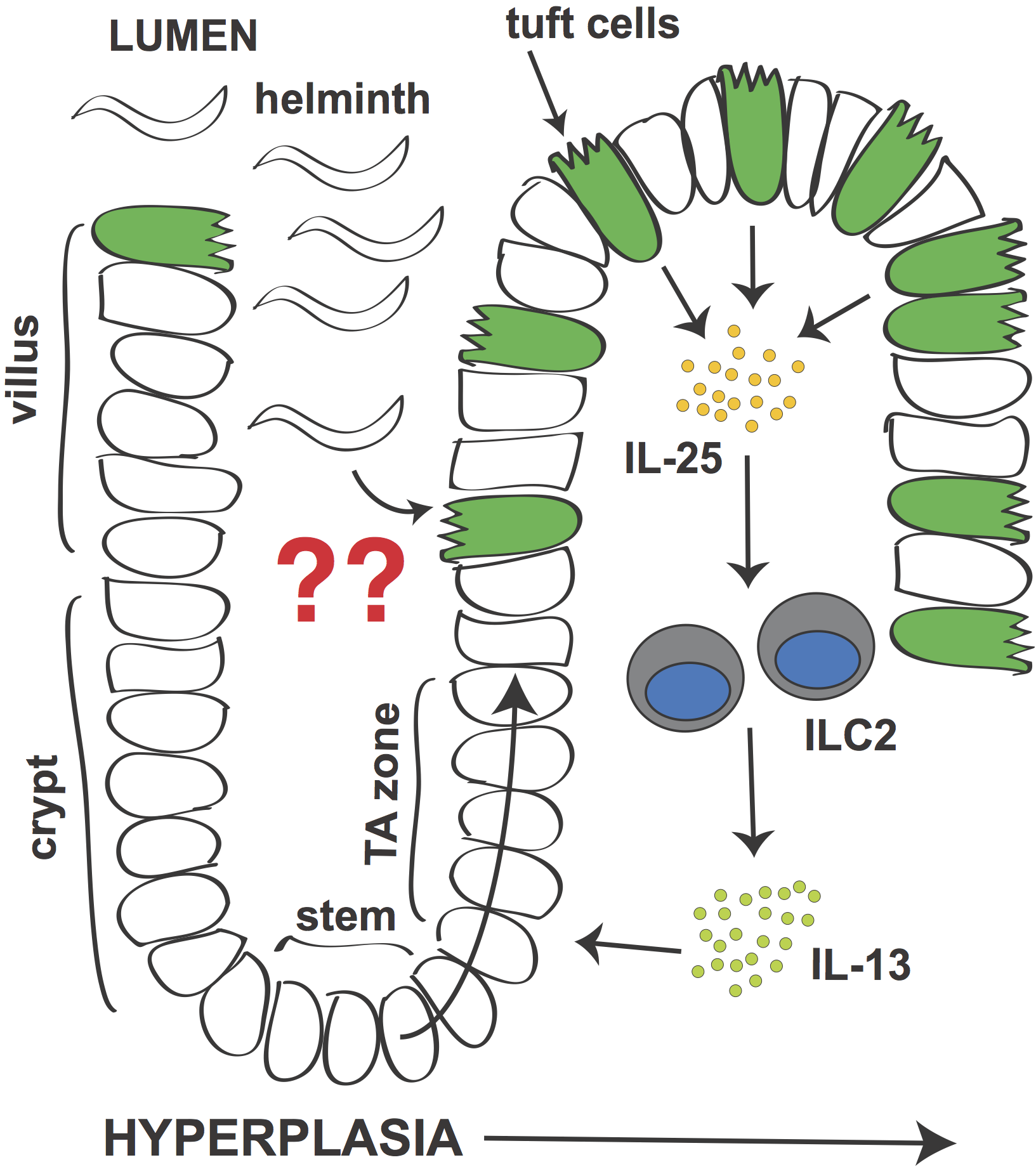 Research — Moltke Lab