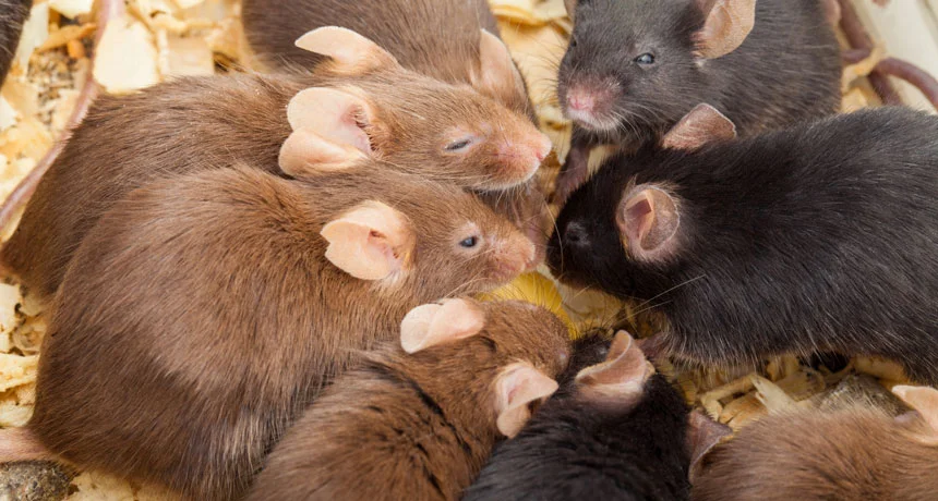 research — The Kuchibhotla Lab