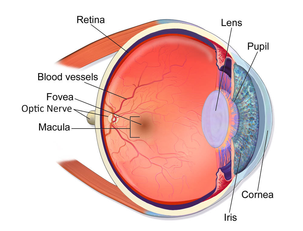 Eye Anatomy Terms Defined — SK Eyecare