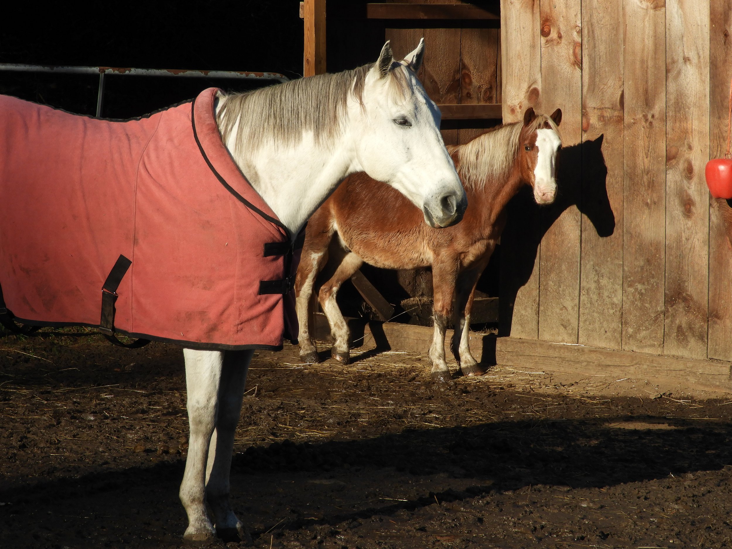 Hay Burr Inn Equine Rescue & Sanctuary
