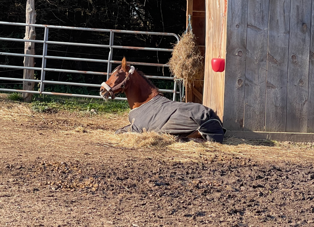 Meet The Horses — Hay Burr Inn Equine Rescue & Sanctuary