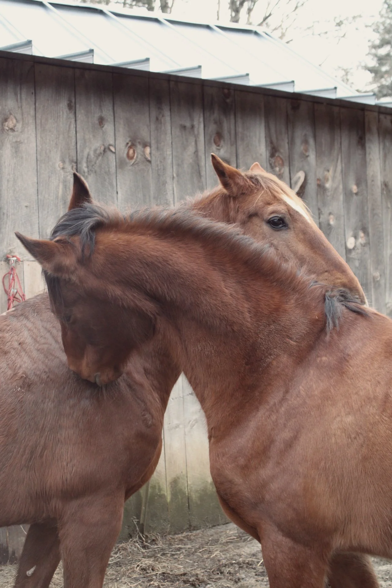 Meet The Horses — Hay Burr Inn Equine Rescue & Sanctuary