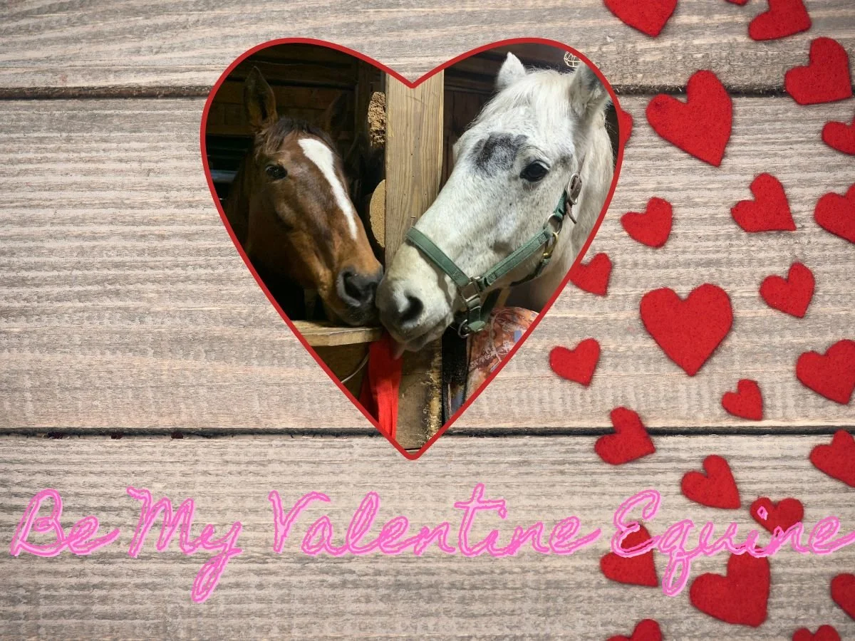 Hay Burr Inn Equine Rescue & Sanctuary