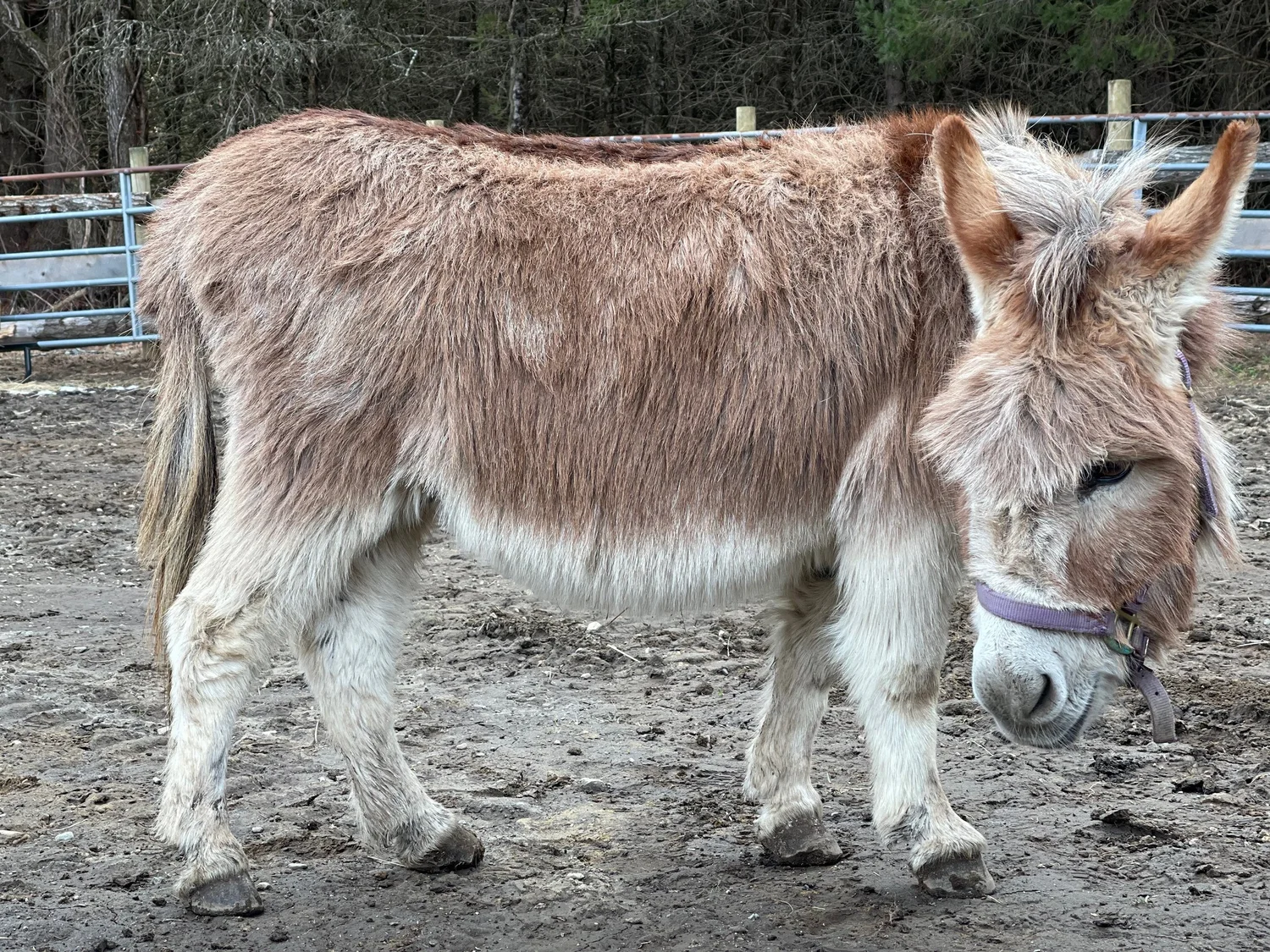 Hay Burr Inn Equine Rescue & Sanctuary